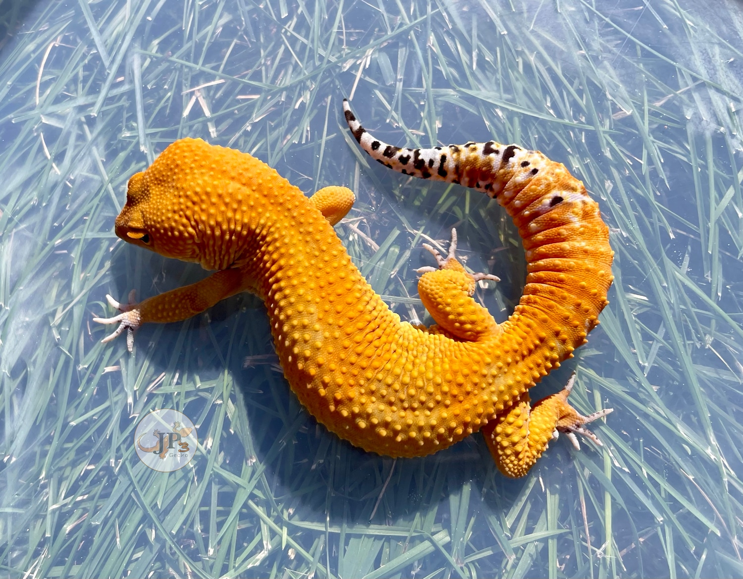 Geck Genetics - Purple Head - Blood X Tang Leopard Gecko by JP3 Gecko ...