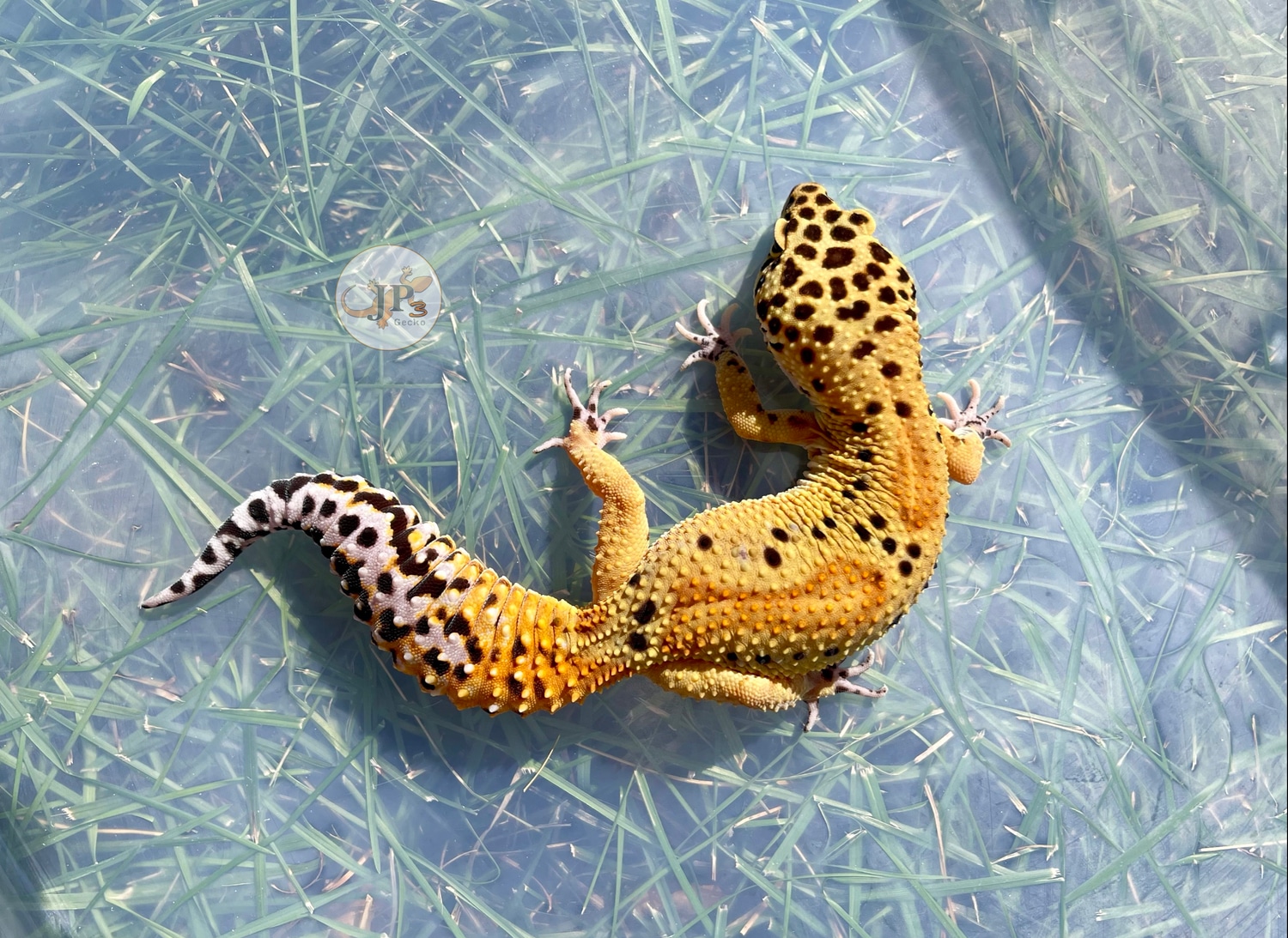 Clown Leopard Gecko by JP3 Gecko - MorphMarket