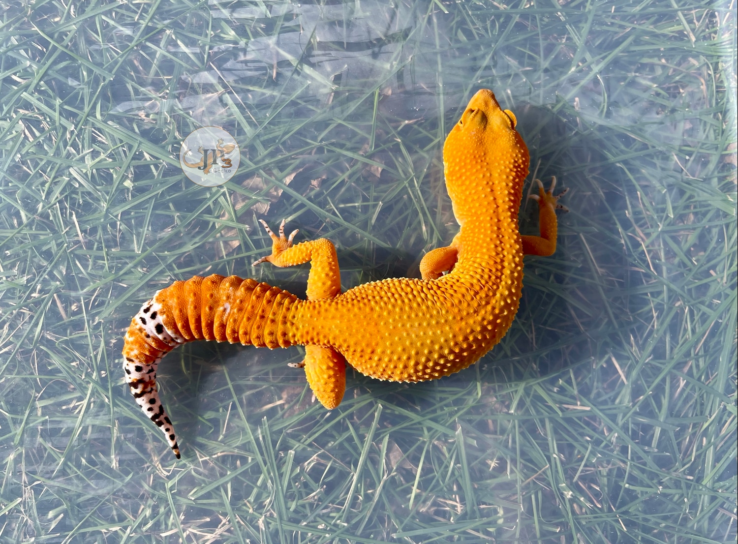 Gecko Genetics - Purple Head - Blood X Tang Leopard Gecko by JP3 Gecko ...