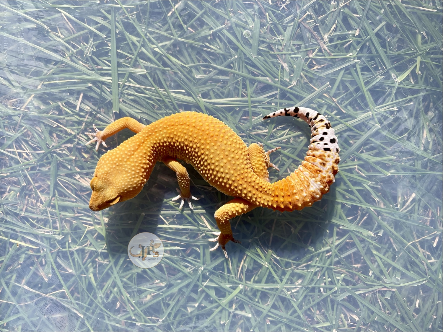 Gecko Genetics - Purple Head - Blood X Tang Leopard Gecko by JP3 Gecko ...