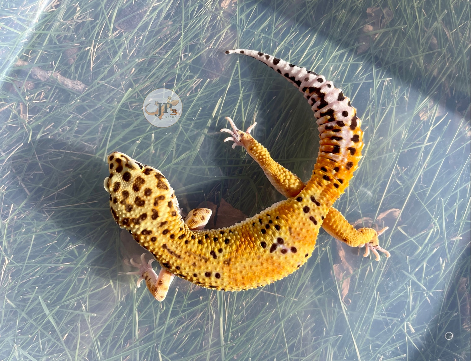 Clown Leopard Gecko by JP3 Gecko - MorphMarket