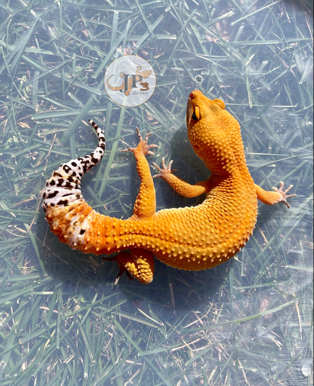 Gecko Genetics - Purple Head - Blood X Tang Leopard Gecko by JP3 Gecko ...