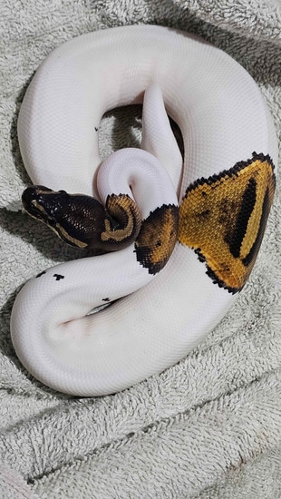 🤍Leopard Stranger Cow Pied Female 🖤 Ball Python by The Beastiary