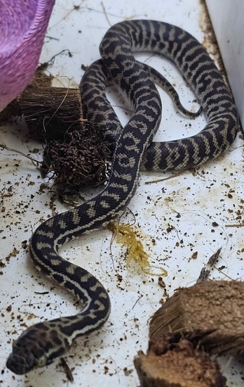 ♀ NR Stimsons Python USCBB Tiny Dwarf Snake Ornate Pattern ♀ Stimson's ...