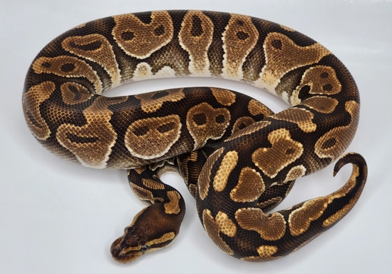 🐍🔥 Allelic Super Enchi Black Pastel Female – Future Breeding Queen! 🏰 ...