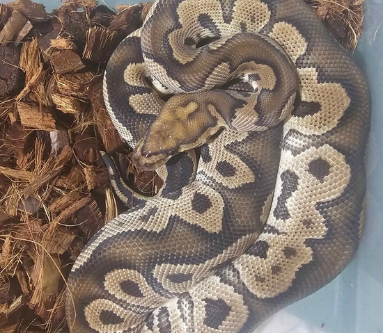 Clown Dinker 50% Het VPI Ax Fem Tame, Chill Lass No Sass Very Cute Very ...