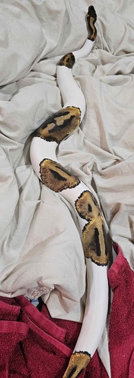 Leopard Pied Female RTB , Tame And Awesome. Ball Python by The Beastiary