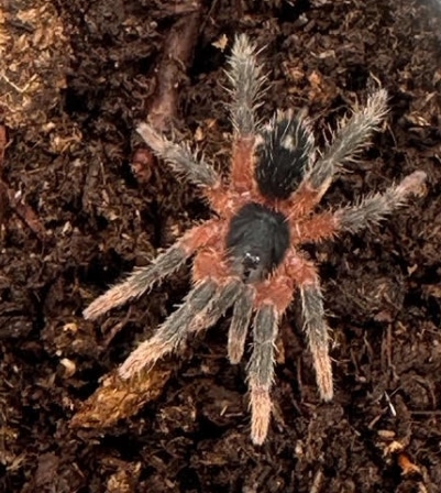 🔥🕷️ Lava's Fury – Lava Tarantula! 🕸️🌋 DAVUS Sp. PANAMA – Around 1" Of ...