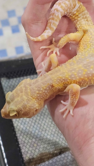 🔥🐍 Ember – Rainwater White & Yellow Caramel Inferno Female 🐍 Leopard ...