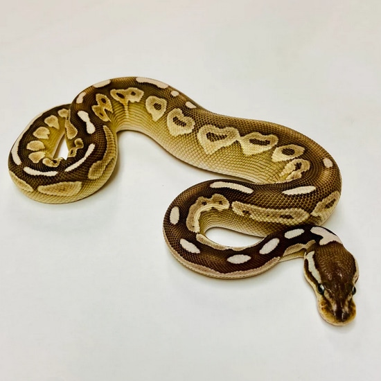 Leopard Lesser Bongo Ball Python by The Beastiary