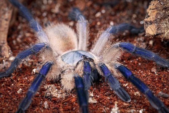 Tarantula Breeder Starter Pack, 4 Tarantulas + 4 New Enclosures ! by ...