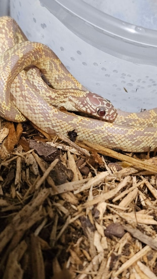 🌙🐍 Luna The Lavender Mosaic Kingsnake – Kissable & Tame! 💋🍌 Perfect ...