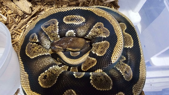 👑🐍 Lady Dinker – The Dark Harlequin Of Mystery! 🐍👑 Ball Python by The Beastiary