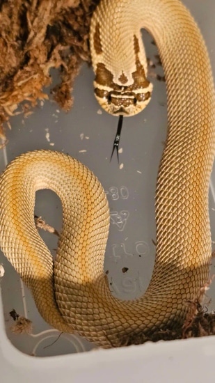 ⚔️ "Arcane Flame" – Superconda Lemon Ghost RBE Pastel Het Albino 🐍💎 ...