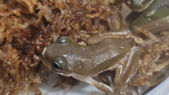 ️👁️‍🗨️4x Breed Group USCBB White's Tree Frogs Blue Eye🐸🌙 by The Beastiary