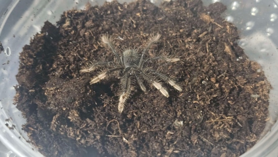 Theraphosa Apophysis Goliath Pinkfoot Tarantula 2" by The Beastiary