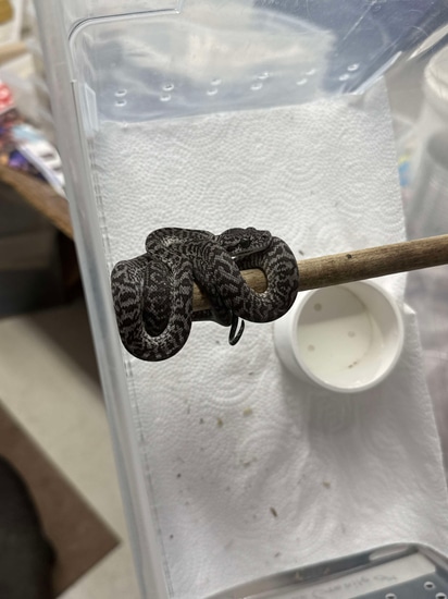 ⚔️🖤 Axanthic Granite "Rocky" – Carpet Python Only One On MorphMarket ...