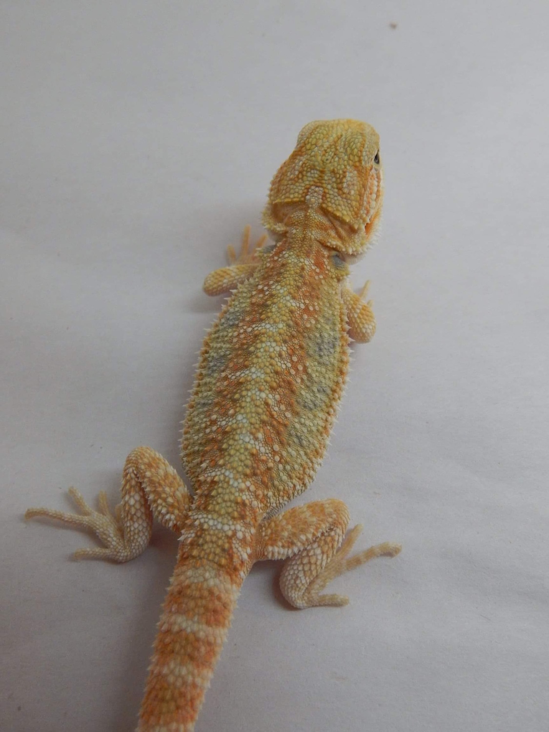 Male Hypo 66% Het Zero 50% Het Trans/Wit Central Bearded Dragon by Kids ...