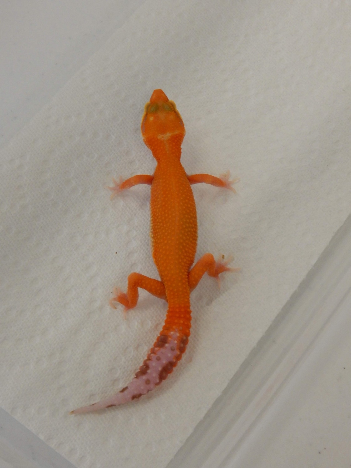 TSF Firewater Leopard Gecko by Kids and Dragons - MorphMarket