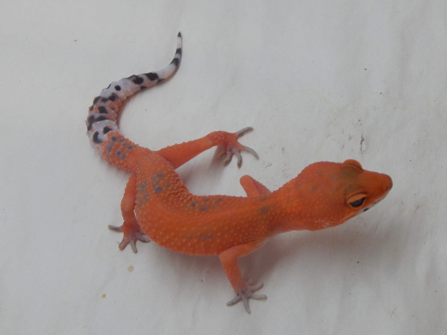 Inferno Red Stripe/Blood Emerine (Temp Sex Female) Leopard Gecko by ...