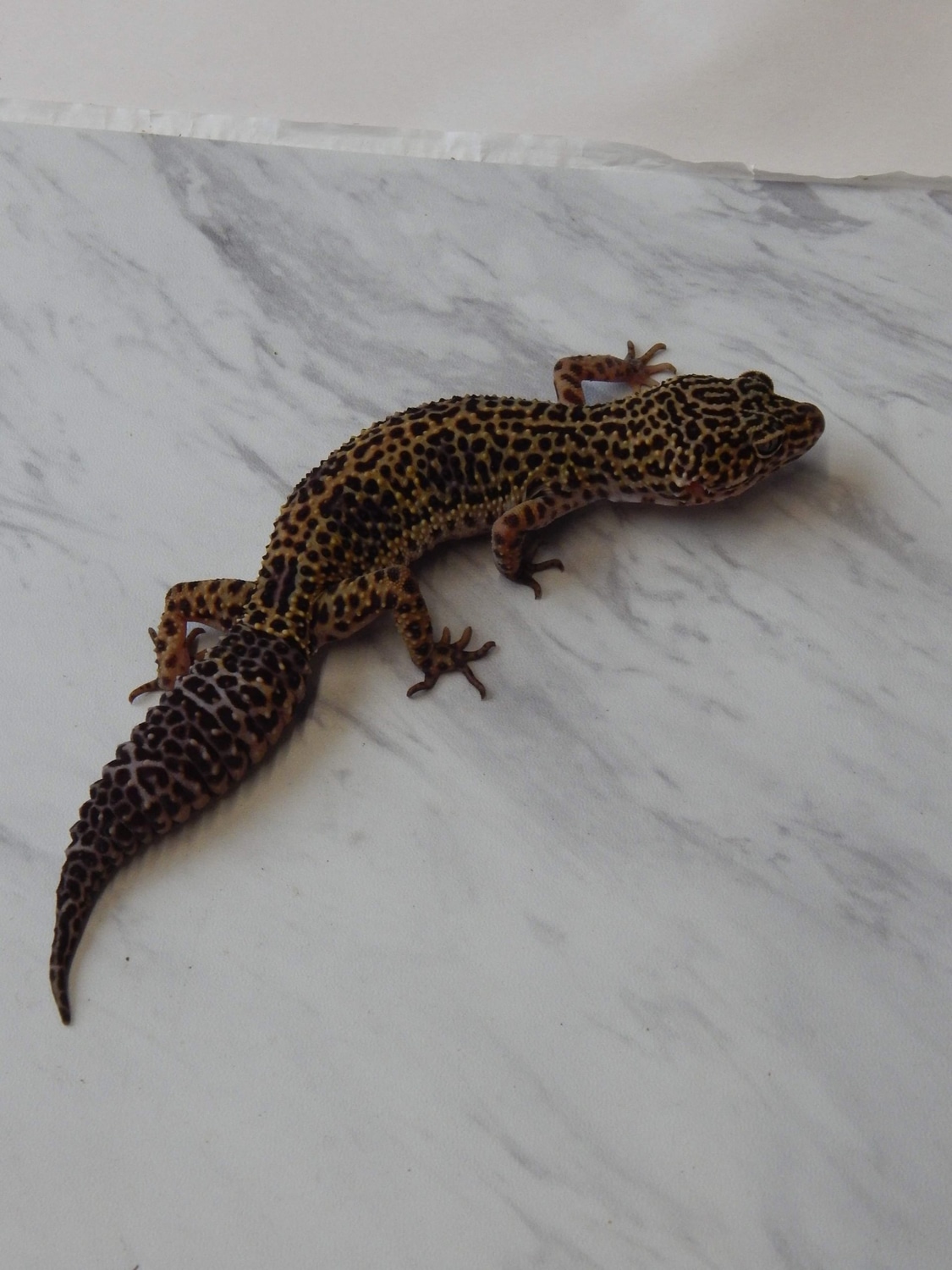 Black Night Mandarin Tangerine Leopard Gecko by Kids and Dragons ...