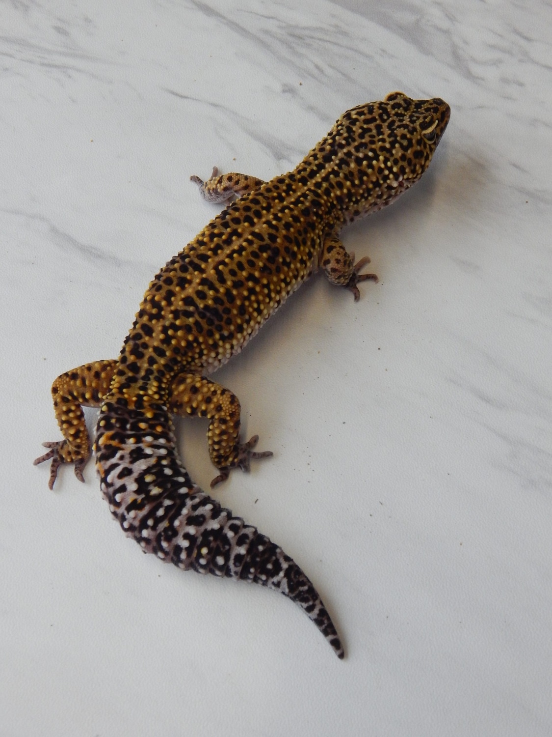 Black Night Mandarin Tangerine Leopard Gecko by Kids and Dragons ...