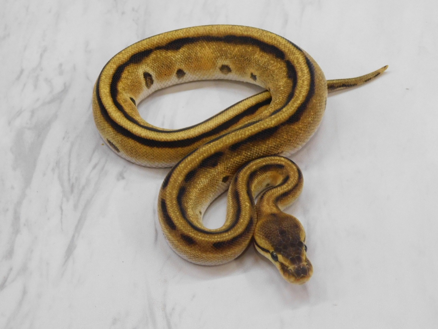 Orange Dream G-Stripe Ball Python by Kids and Dragons - MorphMarket
