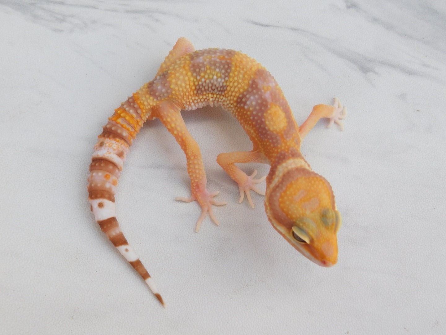 Firewater Leopard Gecko by Kids and Dragons - MorphMarket