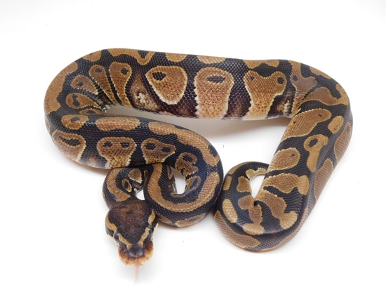 Normal Ball Python by Kids and Dragons