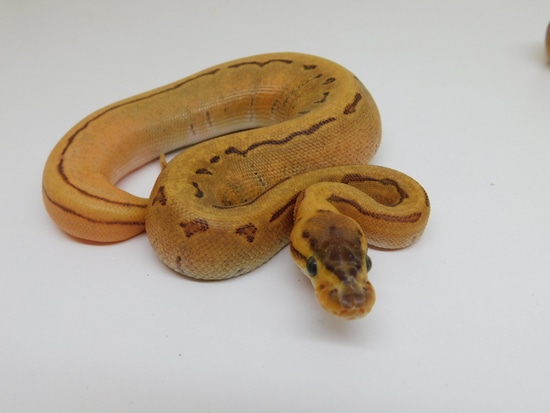 Spinner Enchi Possible Yellow Belly Ball Python by Kids and Dragons
