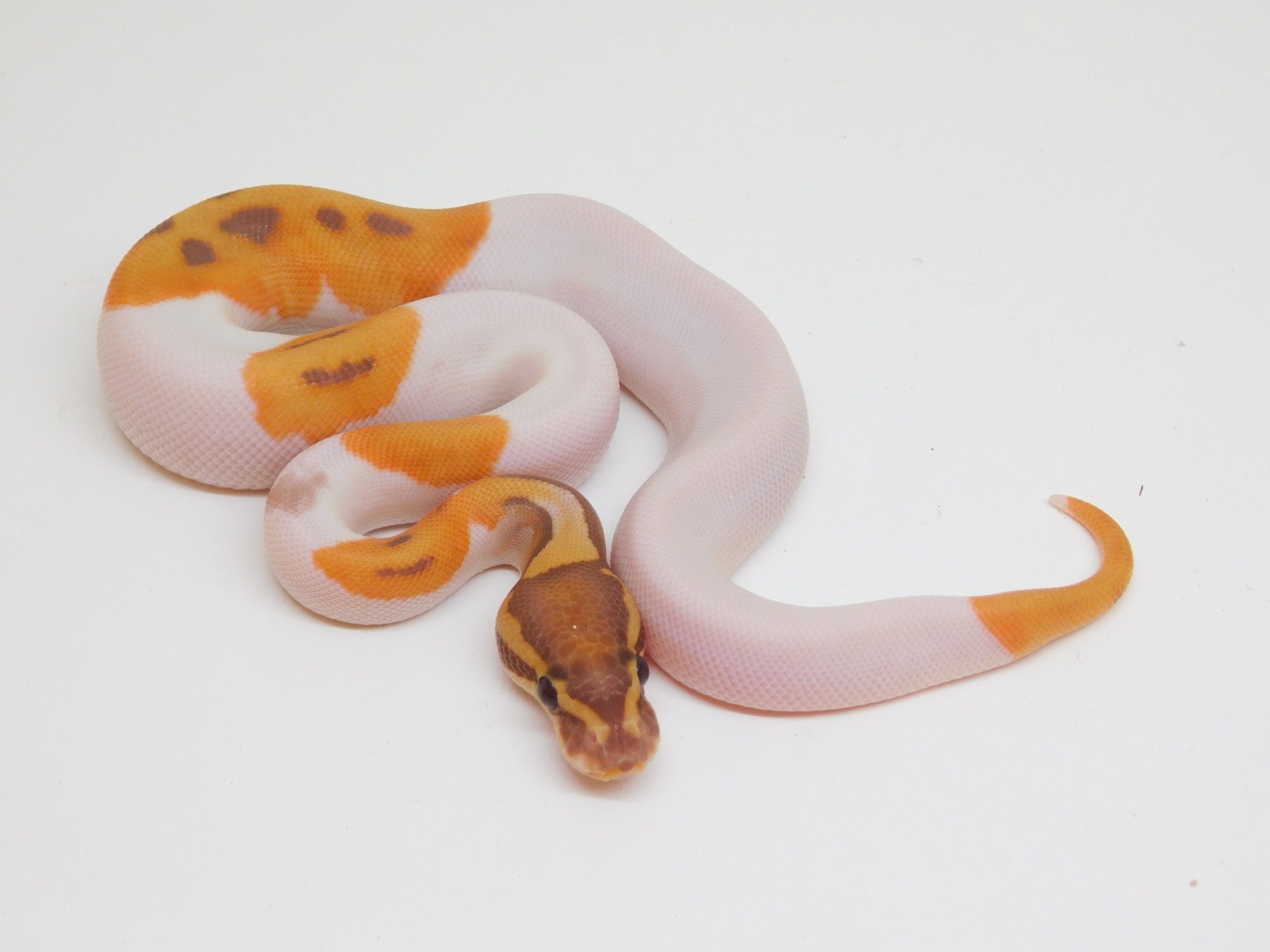Orange Dream Leopard Ultramel Pied 50% Het Hypo Ball Python by Kids and ...