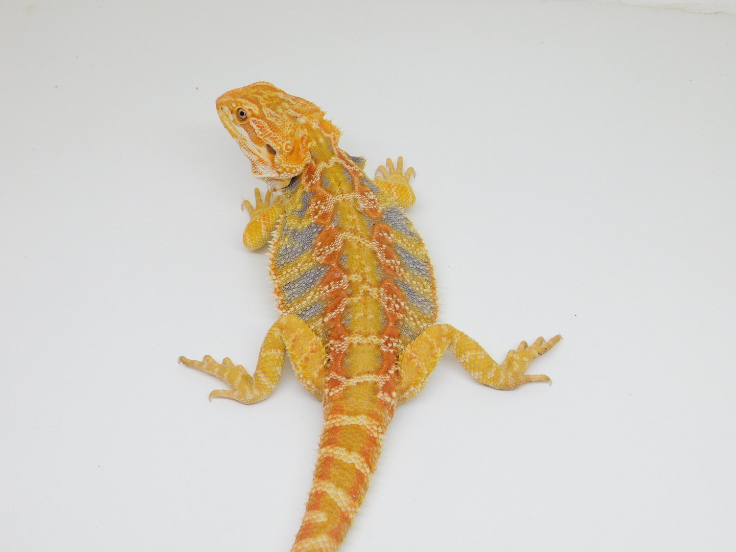 Hypo Tiger Possible Het Trans From Color Stripes Central Bearded Dragon ...