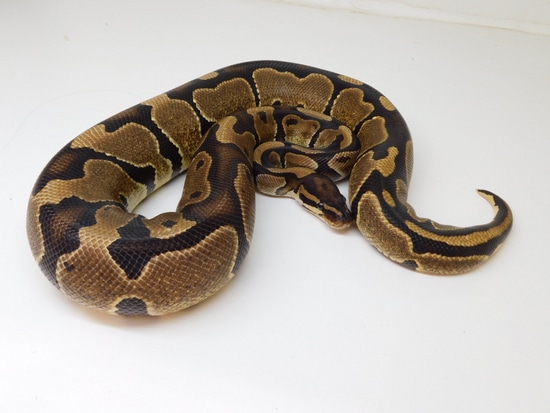 Het Pied Ball Python by Kids and Dragons