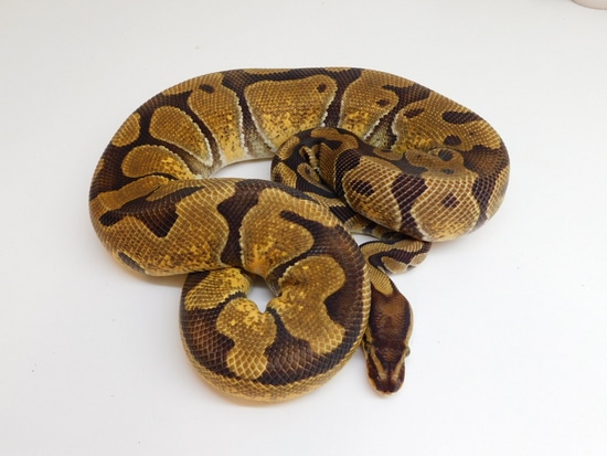 Enchi Yellow Belly Ball Python by Kids and Dragons