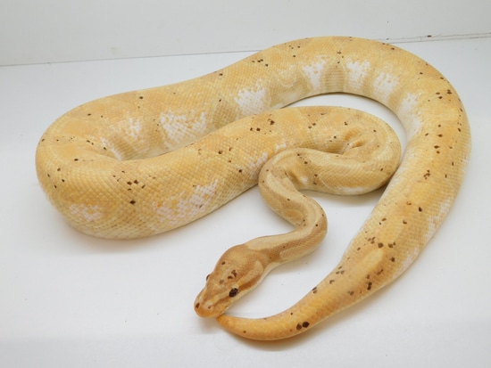 Banana Enchi Yellow Belly Ball Python by Kids and Dragons