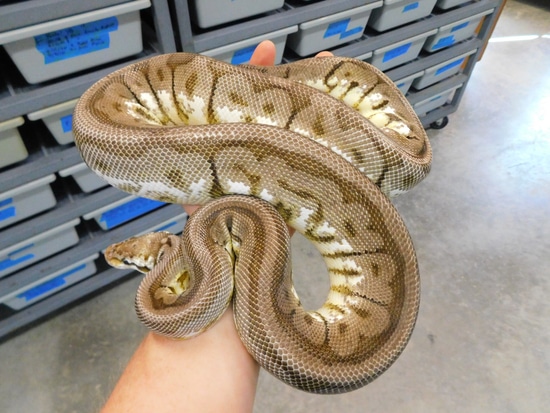 Pewter Bee Het Clown Ball Python by Kids and Dragons