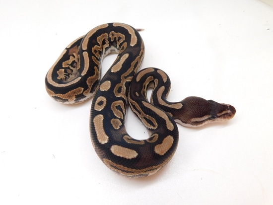 Cinnamon Het Pied Ball Python by Kids and Dragons
