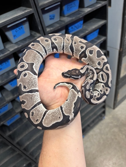 Axanthic (MJ/GCR) Het Pied Ball Python by Kids and Dragons