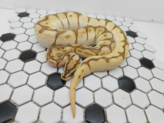 Orange Dream Lesser Enchi Spider Ball Python by Kids and Dragons