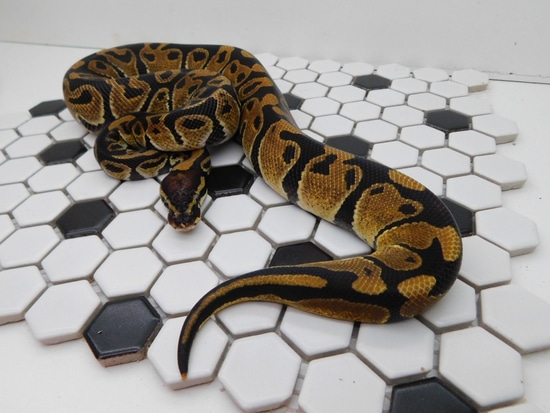 Het DG Ball Python by Kids and Dragons
