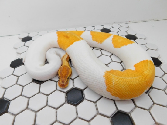 Orange Dream Enchi Leopard Ultramel Pied Het Hypo Possible Super Orange ...