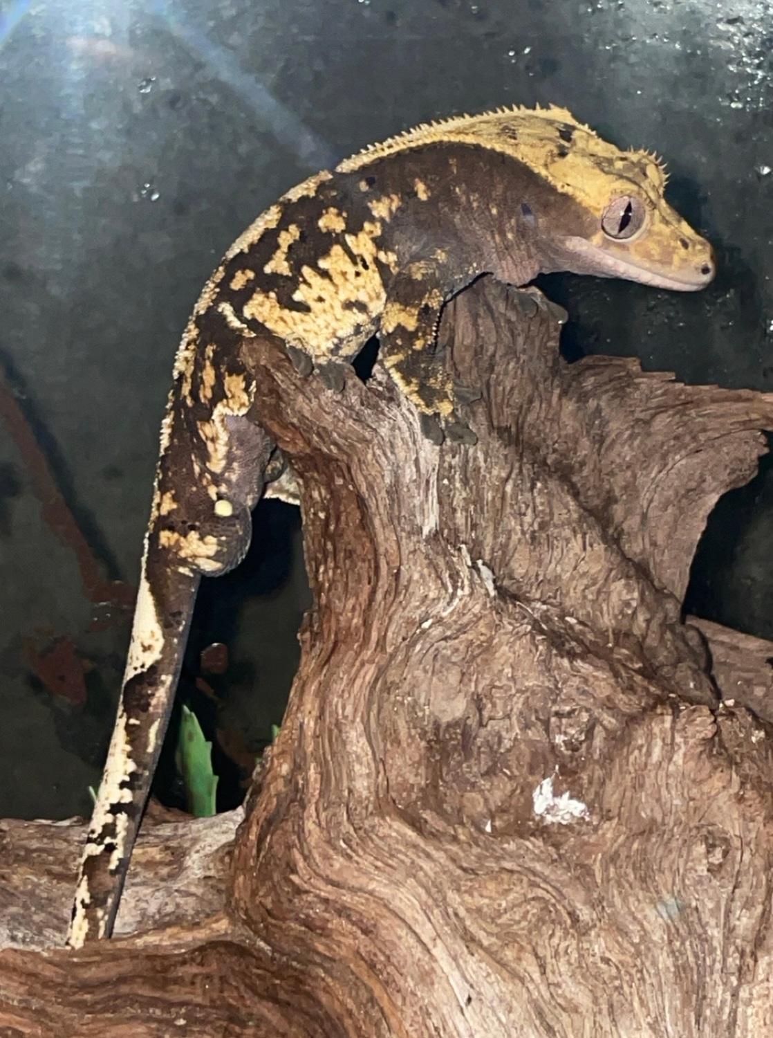 Hail the Tails Cresteds's Collection - MorphMarket