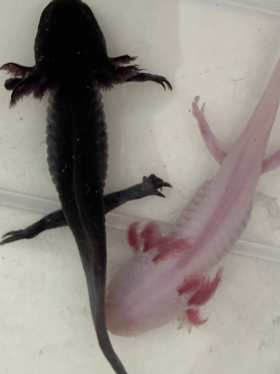 Different Morphs Axolotl by Kittieswaterbabiis - MorphMarket