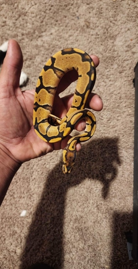 Orangebelly Ball Python by Ballin' With Pythons