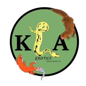 Gargoyle Ball Python by KLA Exotics - MorphMarket