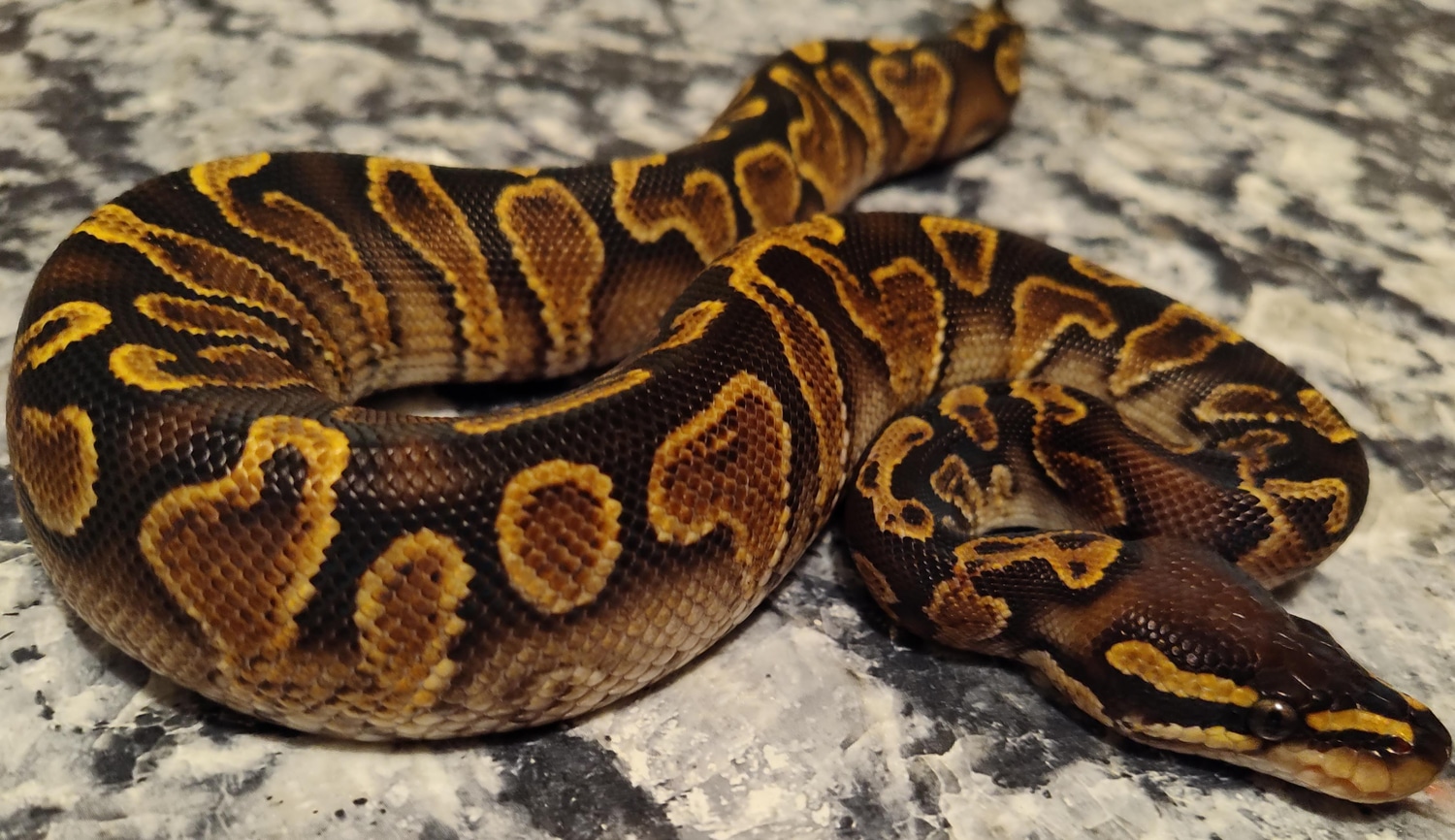 GHI Enchi YB Ball Python by KLA Exotics - MorphMarket