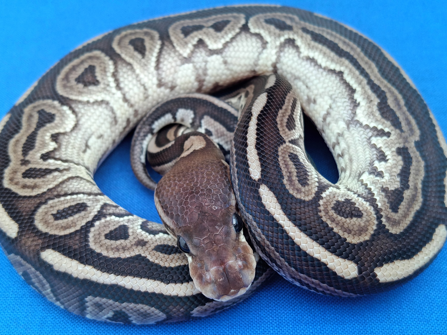 Gargoyle Ball Python by KLA Exotics - MorphMarket