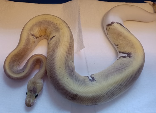 Gargoyle Champagne Ball Python by KLA Exotics