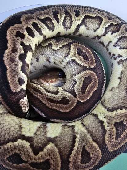 Gargoyle Ball Python by KLA Exotics