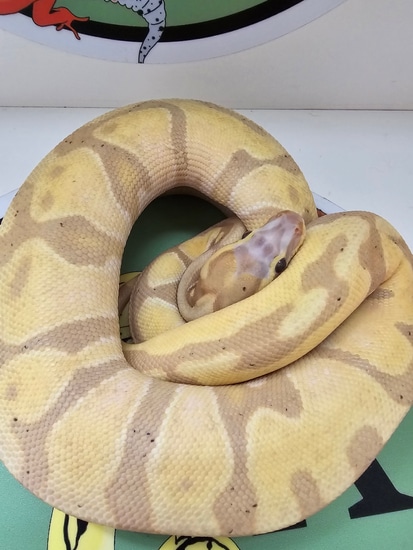 Scalesshead Banana Enchie Ball Python by KLA Exotics